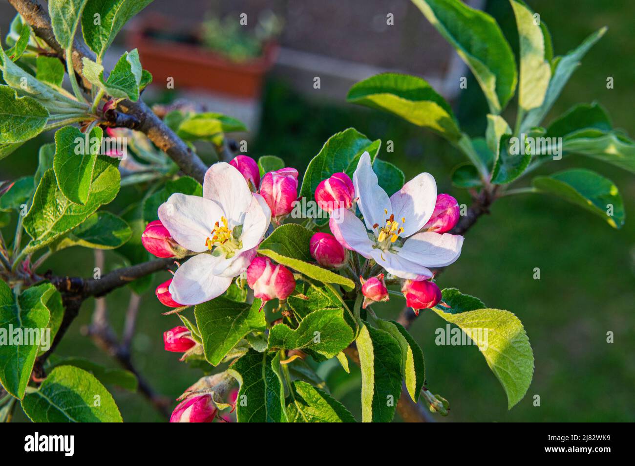 Apple Tree, Malus domestica, flowering in Pruhonice, Czech Republic on ...