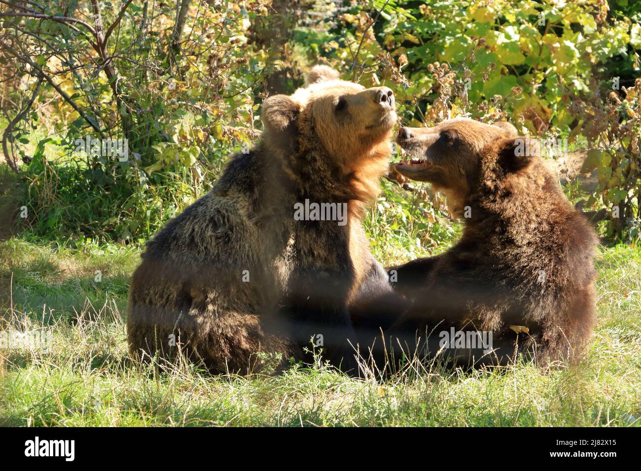 Two brown bear cubs are playing fighting Stock Photo - Alamy