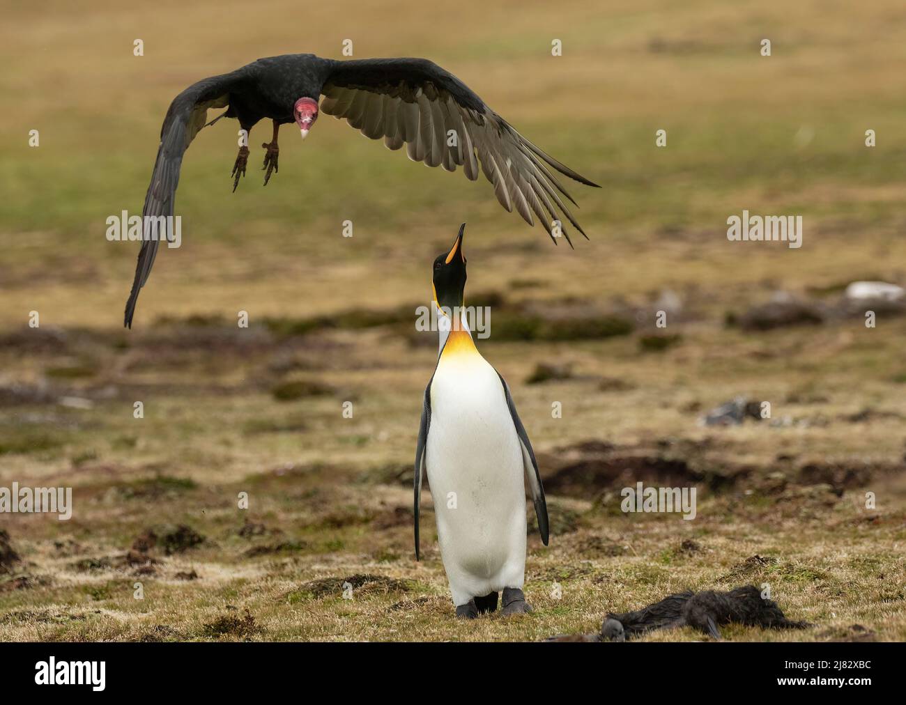 Turkey and falkland islands hi-res stock photography and images - Alamy