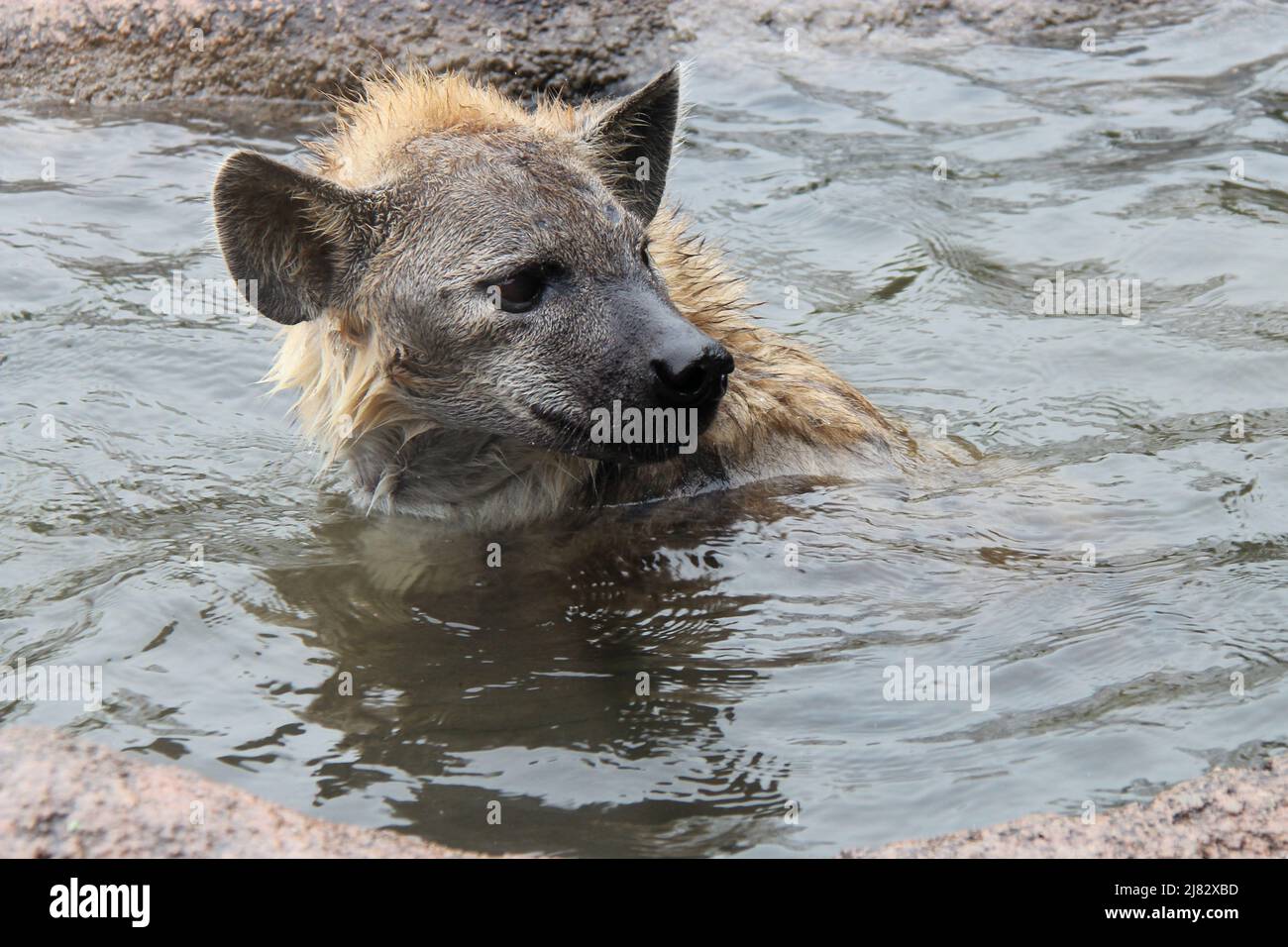hyena in a zoo in japan Stock Photo - Alamy