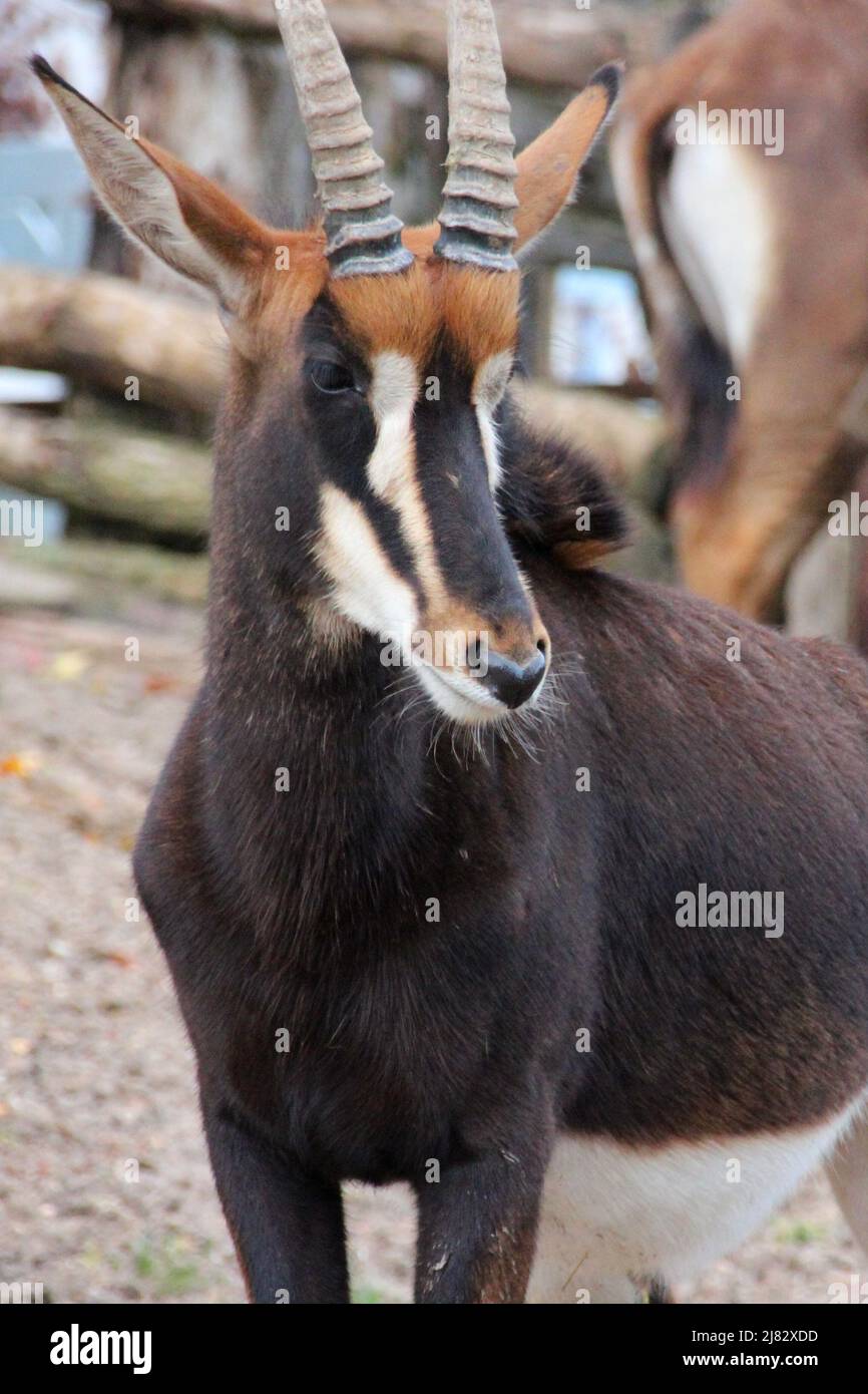 sable antelope in a zoo in france Stock Photo - Alamy