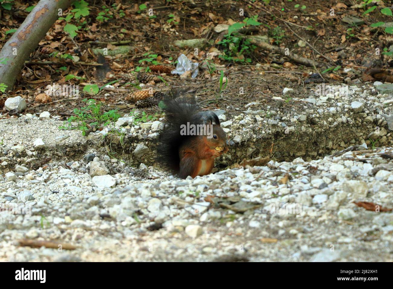 cute black squirrel is eating Stock Photo - Alamy