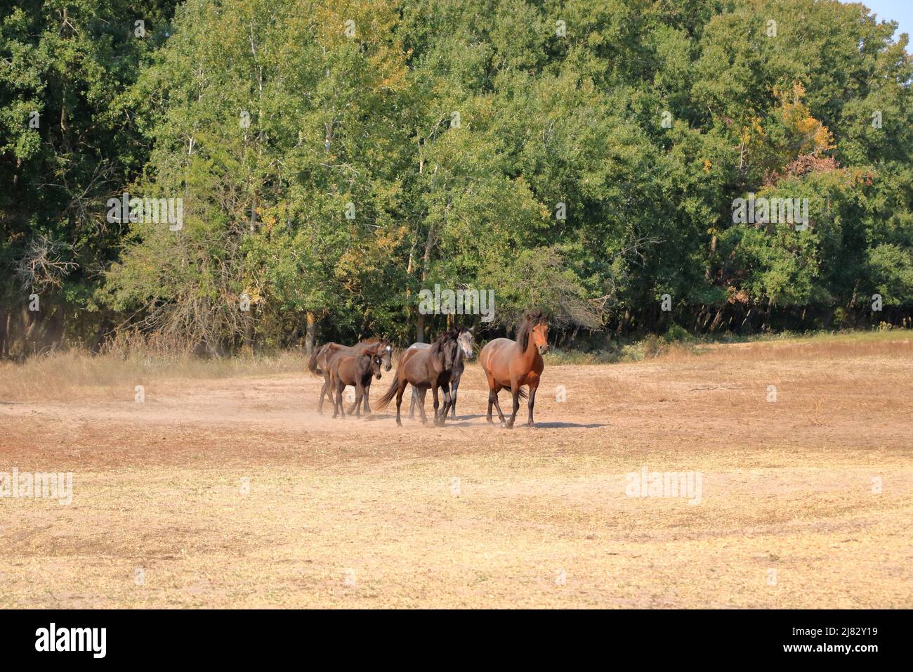 Wild horses in Letea forest from the Danube Delta in Romania Stock ...
