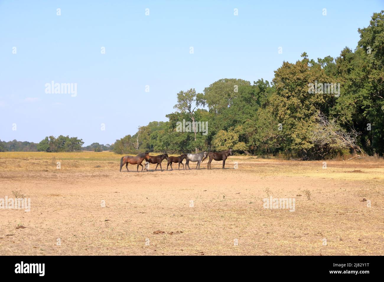 Wild horses in Letea forest from the Danube Delta in Romania Stock ...