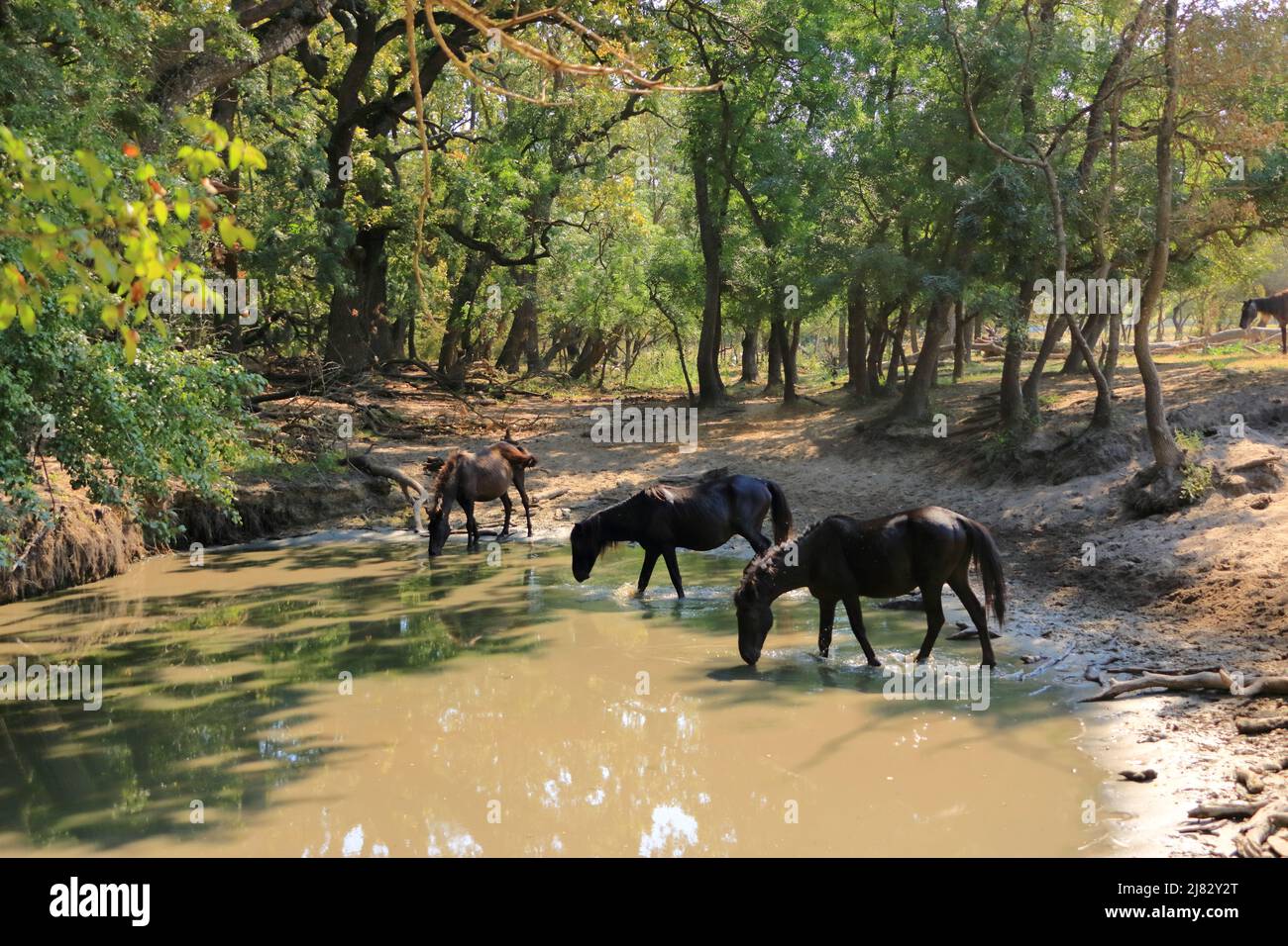 Wild horses drinking in Letea forest from the Danube Delta in Romania ...