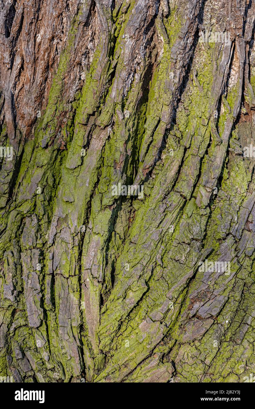 background or texture in the form of tree bark. High quality photo ...
