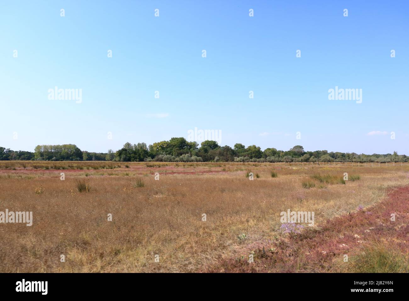 Summer landscape of the Letea Natural Reserve Forest, unique landmark ...