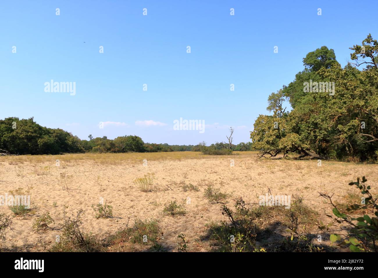 Summer landscape of the Letea Natural Reserve Forest, unique landmark ...