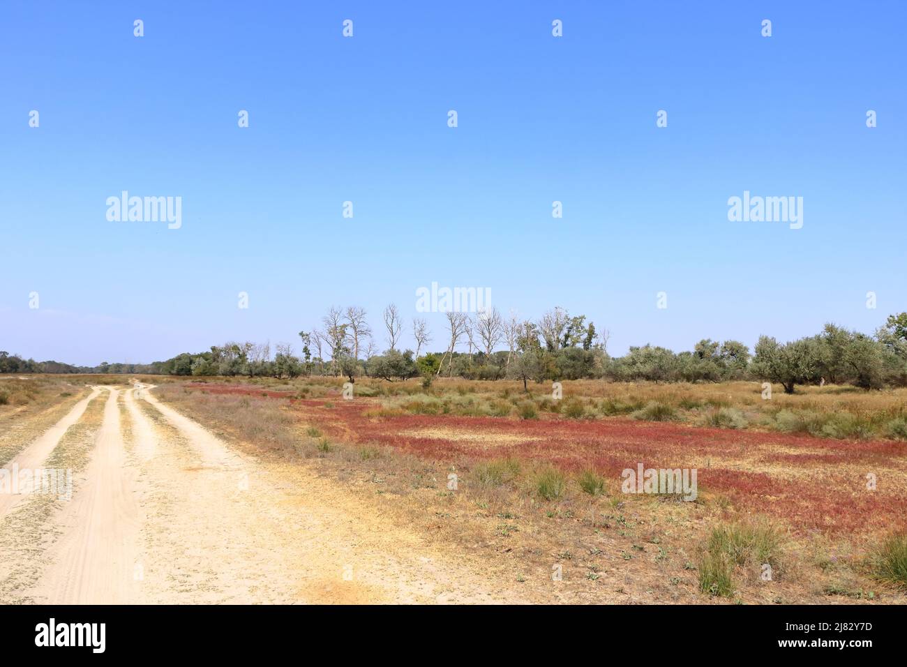 Summer landscape of the Letea Natural Reserve Forest, unique landmark ...