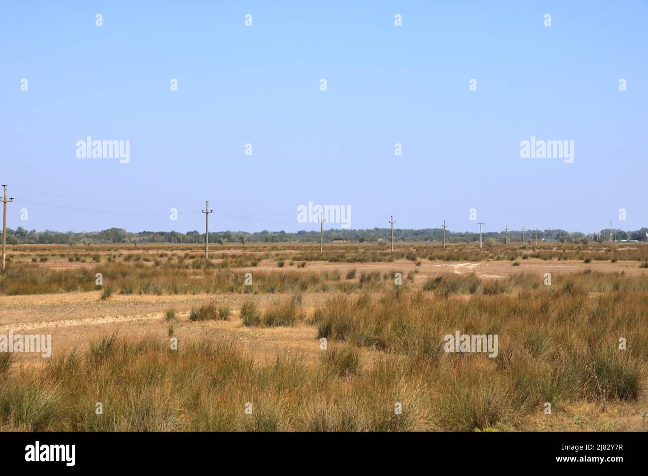 Summer landscape of the Letea Natural Reserve Forest, unique landmark ...