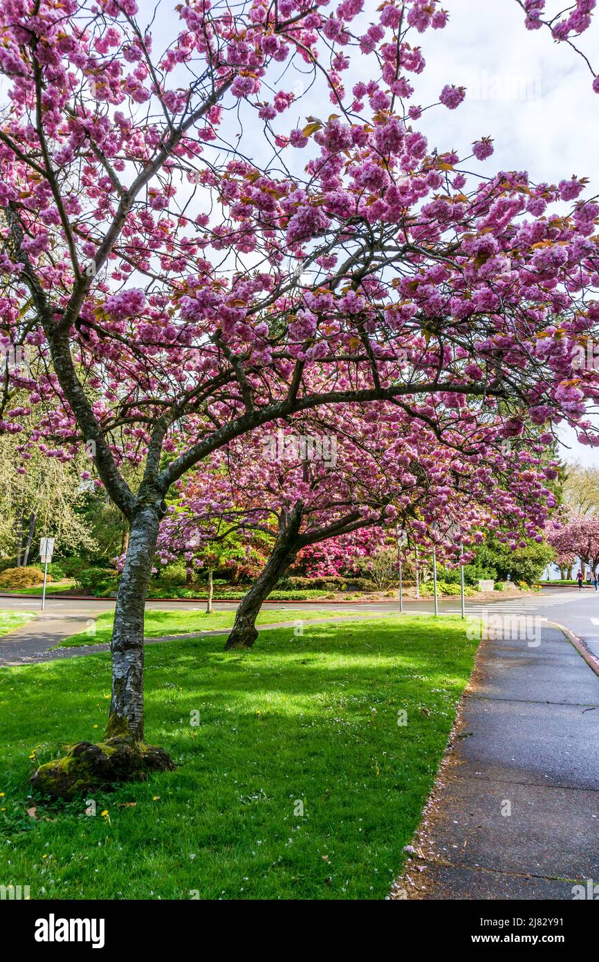 Cherry trees bloom along the road at Seward Park in Washington State ...
