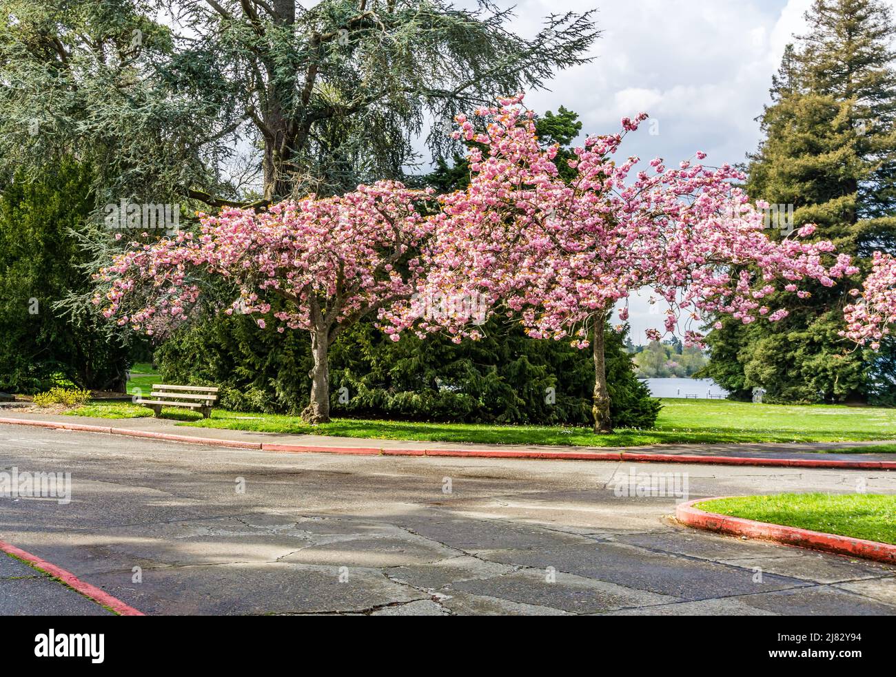 Cherry trees bloom along the road at Seward Park in Washington State ...