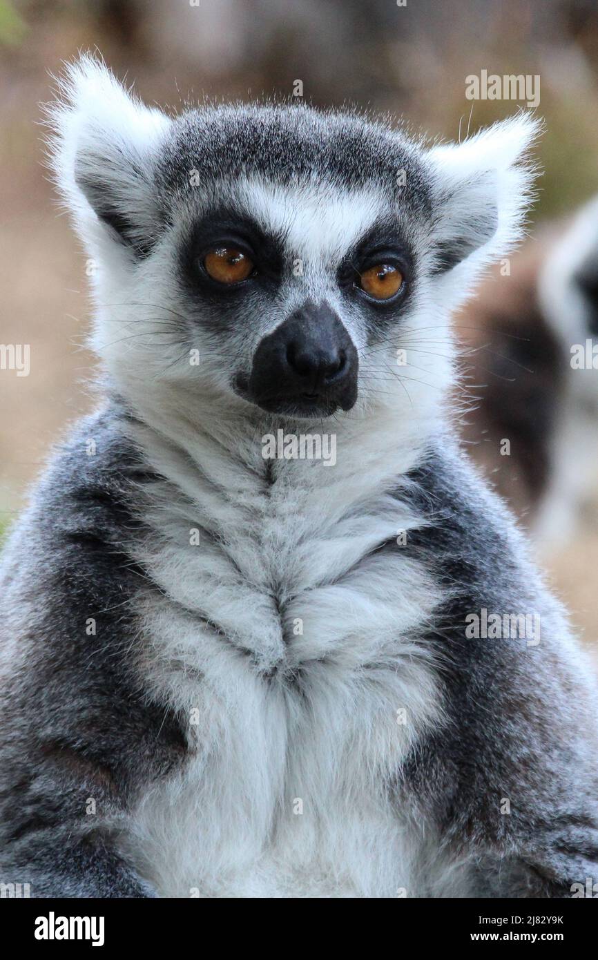Maki singe hi-res stock photography and images - Alamy