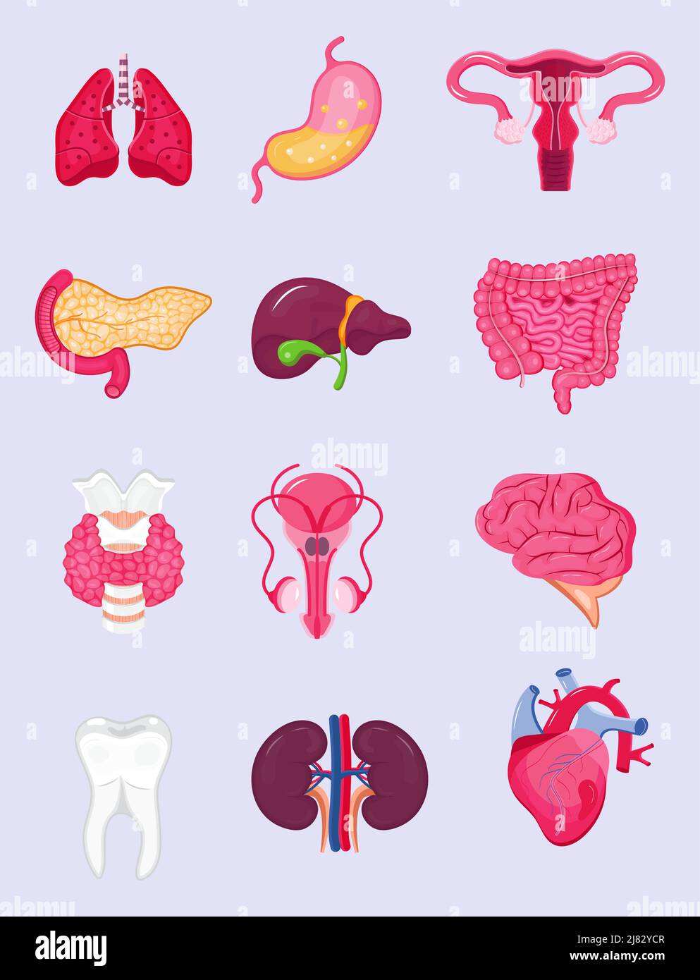 Set of human internal organs vector. Pancreas, lungs, heart, intestine ...