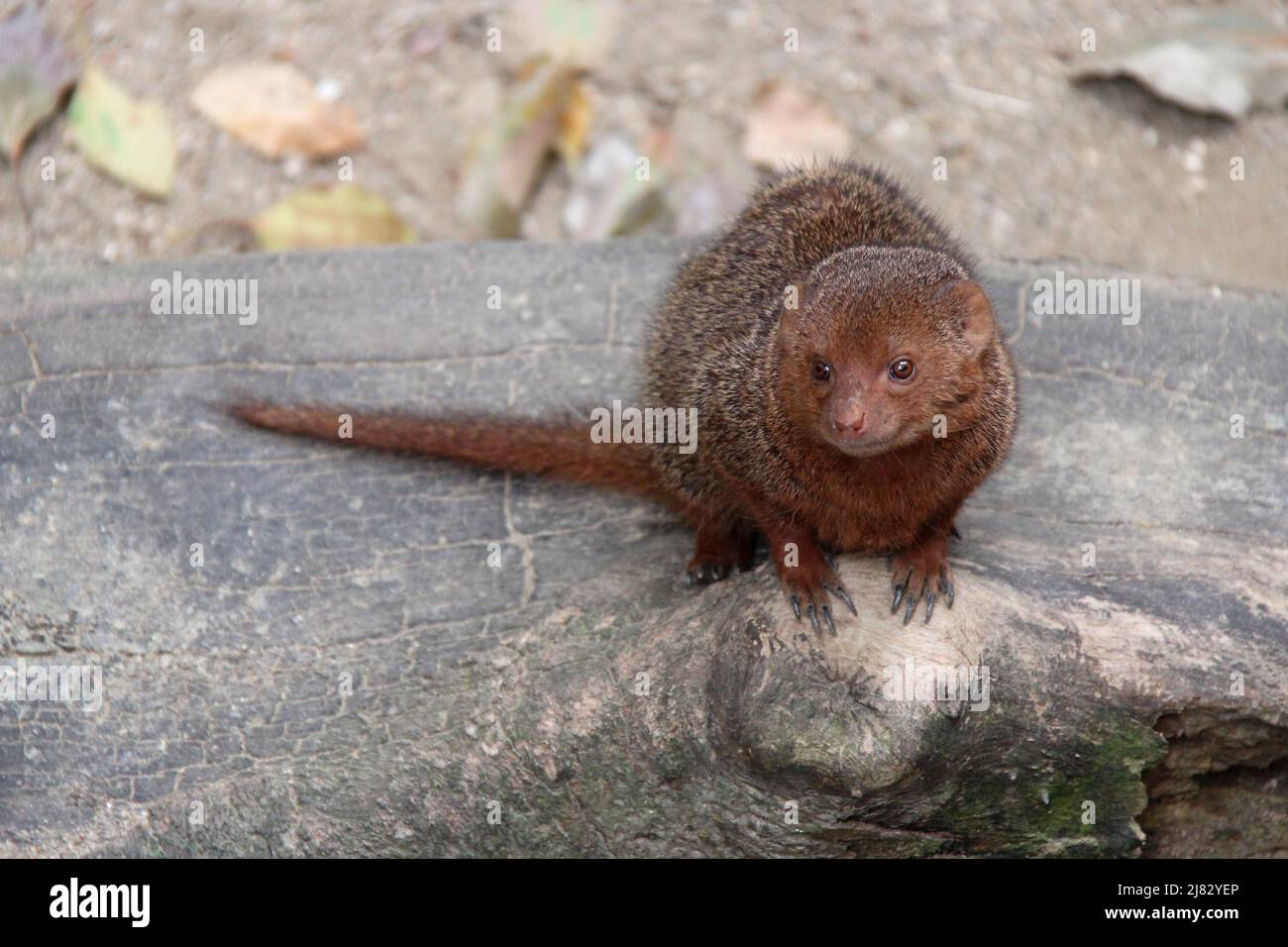 Zoo japonais hi-res stock photography and images - Alamy