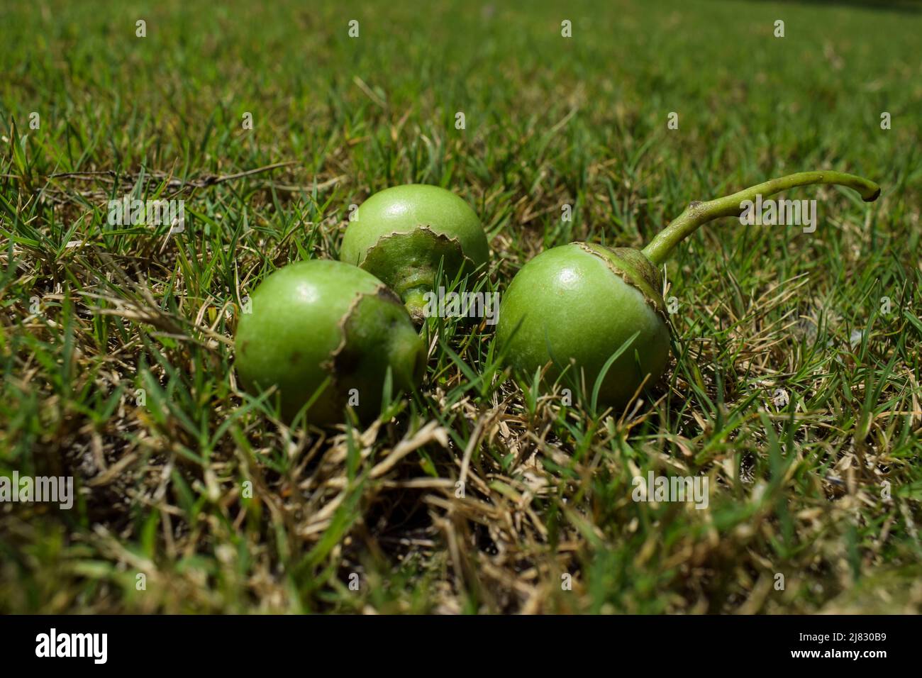 Lasuda fruit hi-res stock photography and images - Alamy