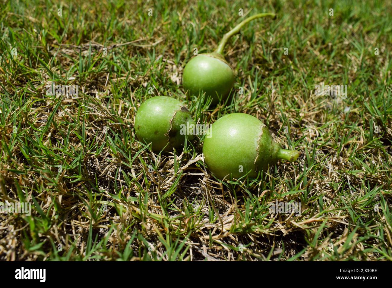 Fallen Indian fruit Green Fragrant manjack or snotty gobbles also known ...