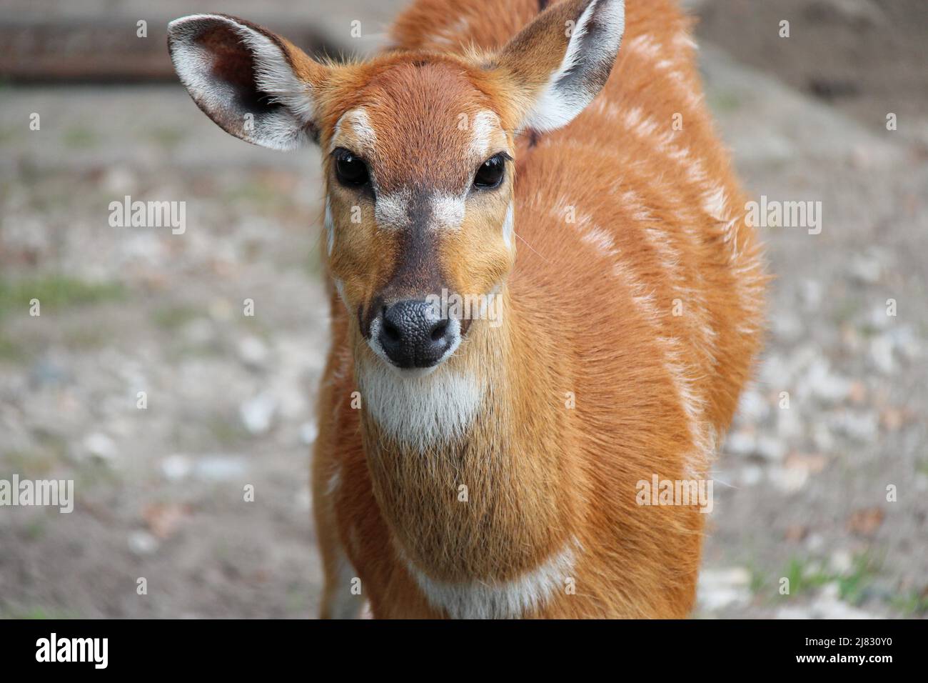 antelope (sitatunga) in a zoo in germany Stock Photo - Alamy