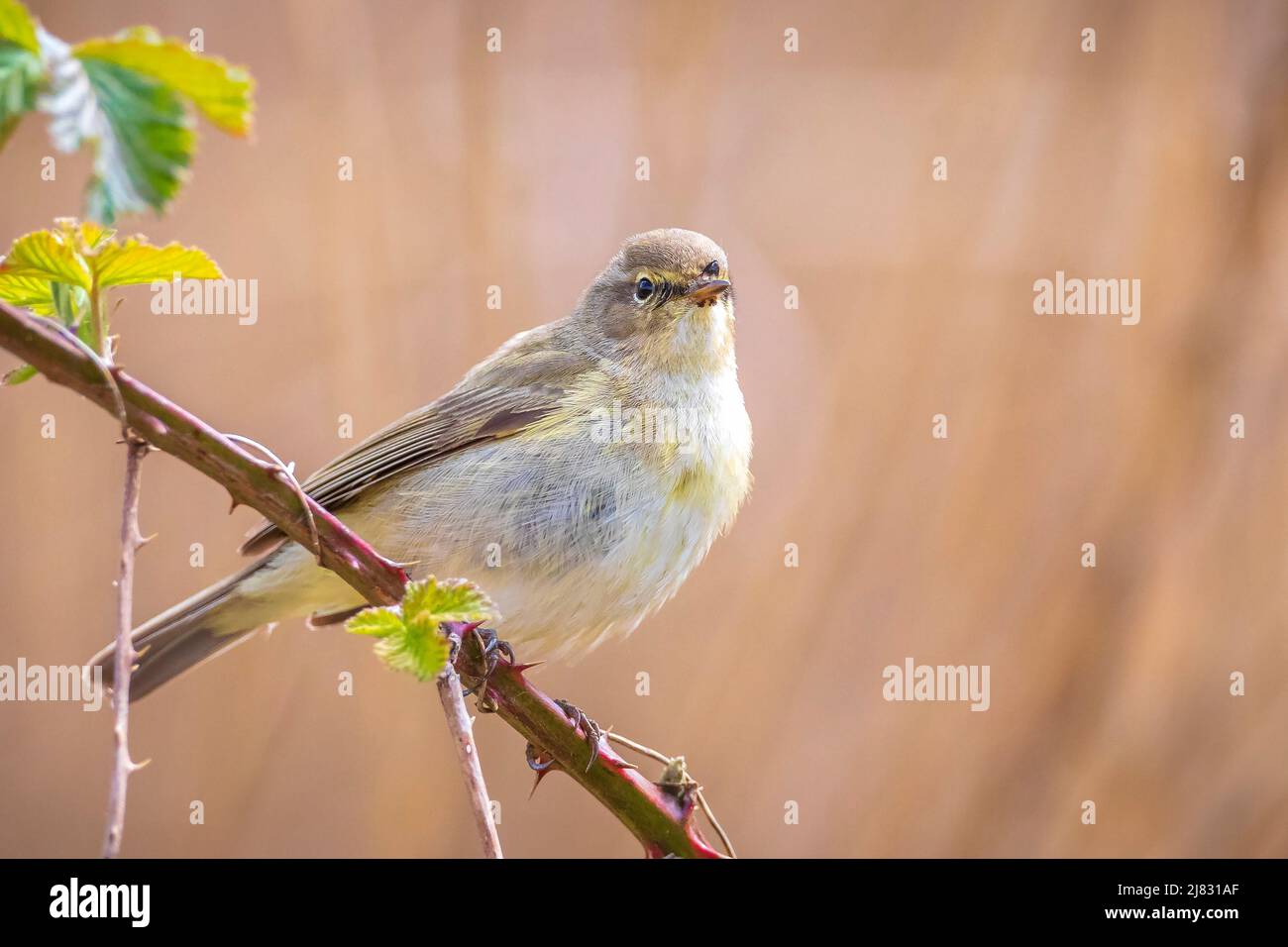 Close-up of a common chiffchaff bird Phylloscopus collybita, singing on ...