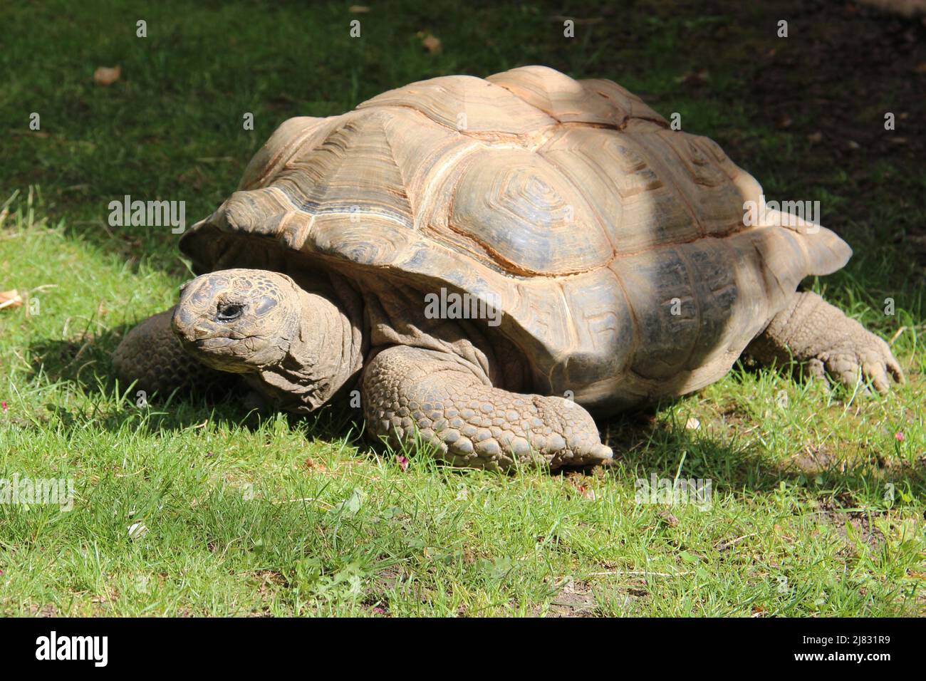 turtle in a zoo in france Stock Photo - Alamy