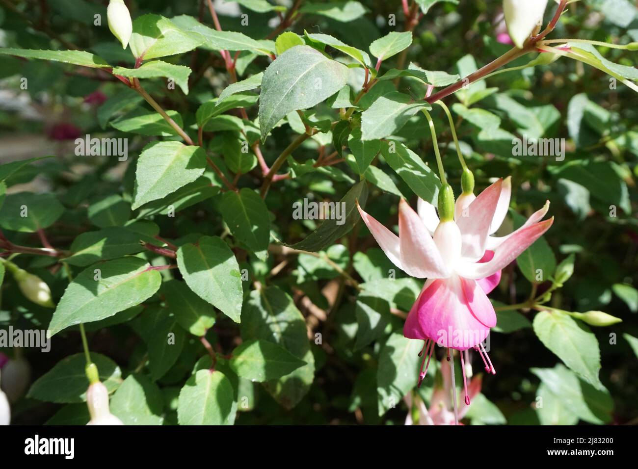 Close up of fuchsia hi-res stock photography and images - Alamy