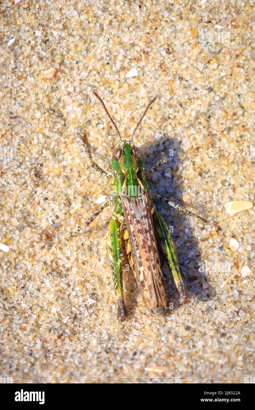 Closeup of a mottled grasshopper, Myrmeleotettix maculatus, resting on ...