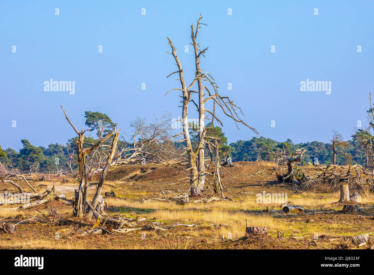 Desolate forest landcape national park de Hoge Veluwe, Holland Stock ...