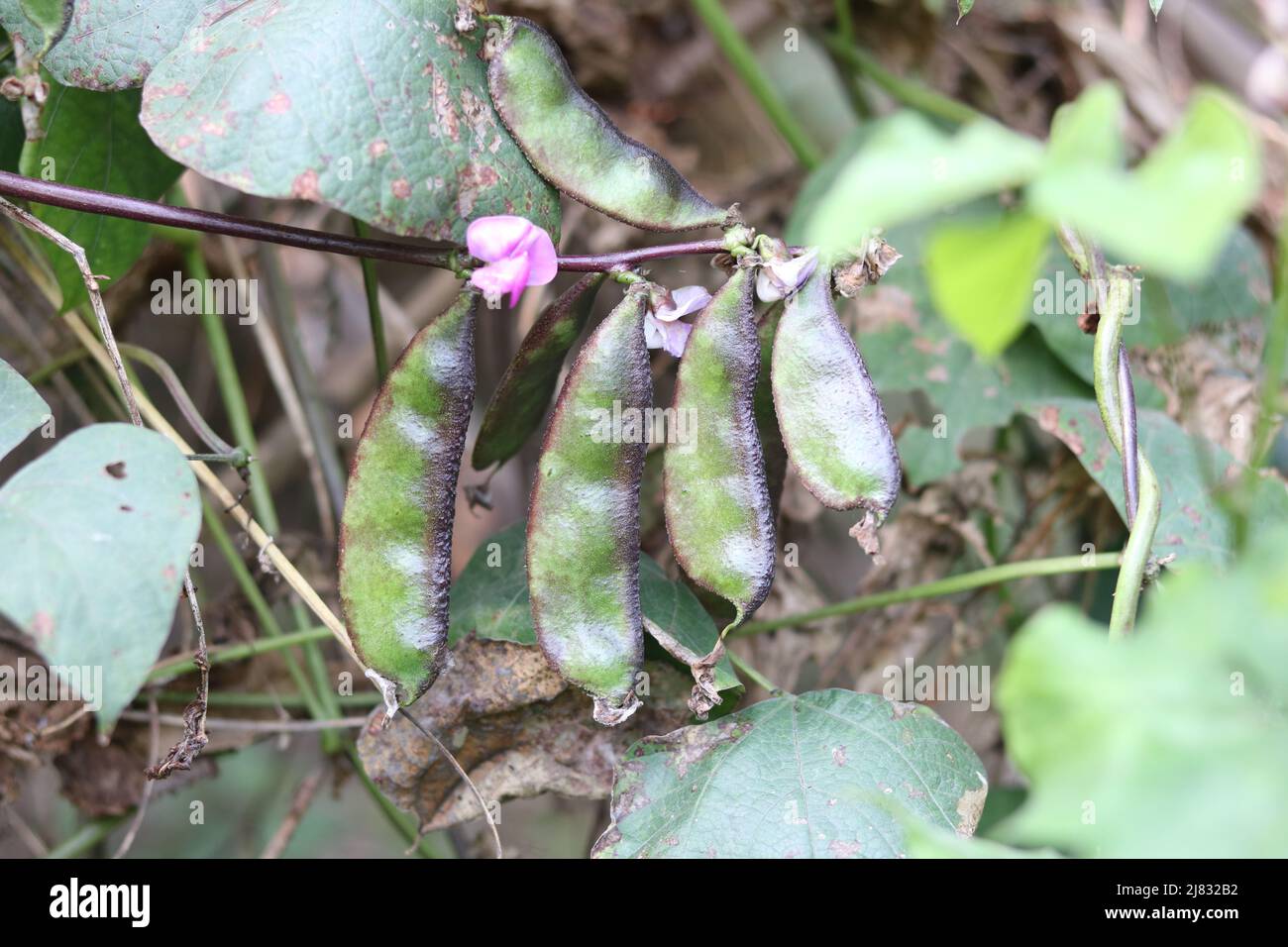 Close up fresh food lima bean flower and green in garden, hyacinth bean ...