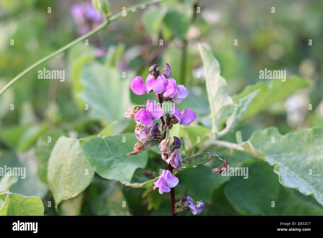 Lima bean plant hi-res stock photography and images - Alamy