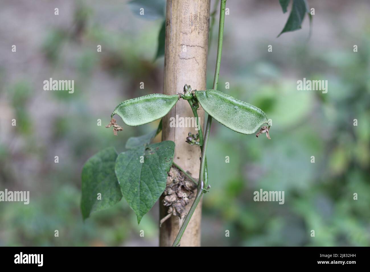 Close up fresh food lima bean flower and green in garden, hyacinth bean ...