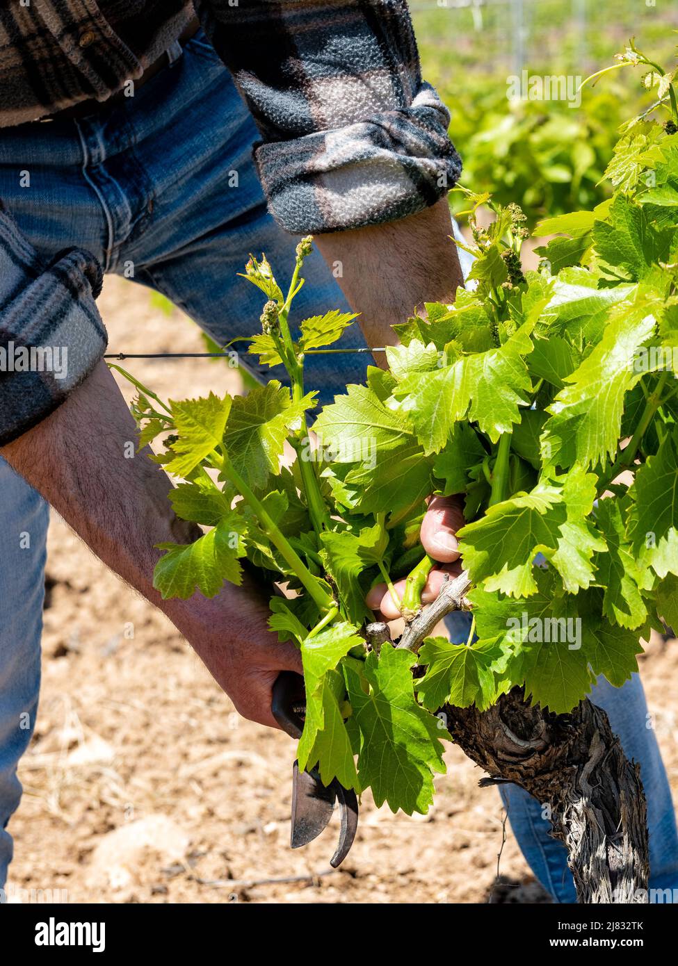 Green pruning of the vineyard. Farmer removes excess young sprouts from ...