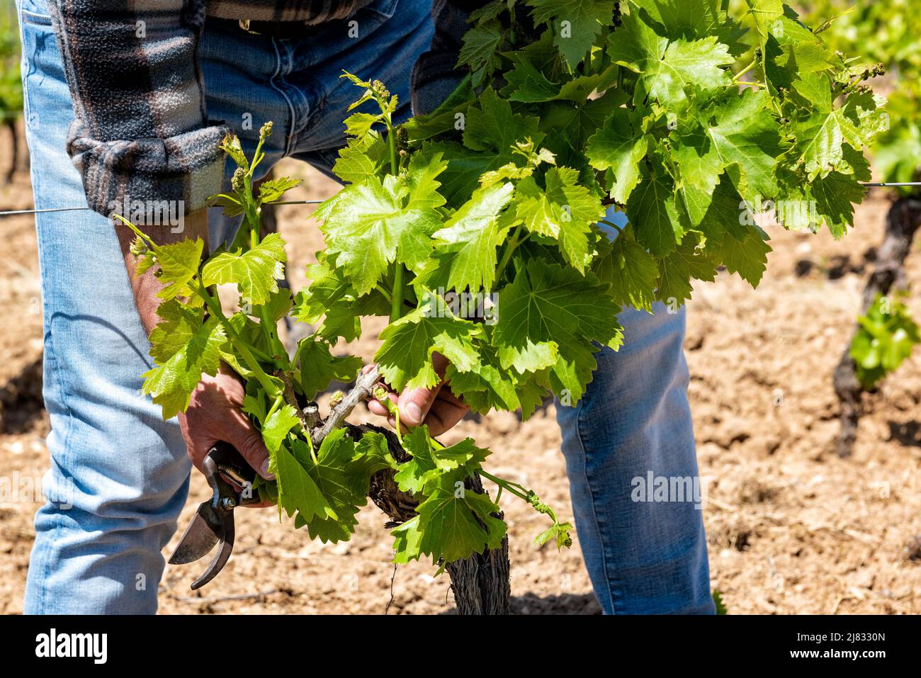 Green pruning of the vineyard. Farmer removes excess young sprouts from ...