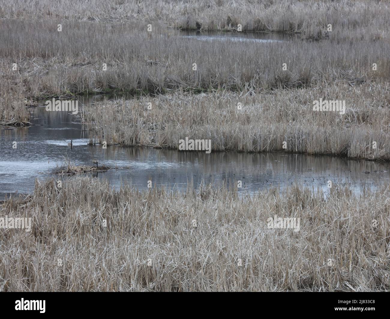 A waterway surrounded by cattails with Canadian Geese and Grackles in ...