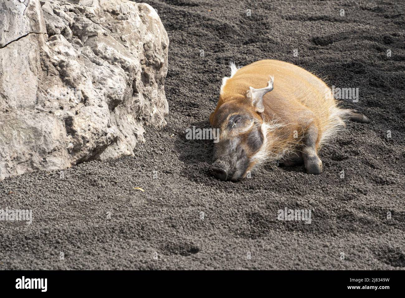 African Red river hog pig relaxing Stock Photo - Alamy
