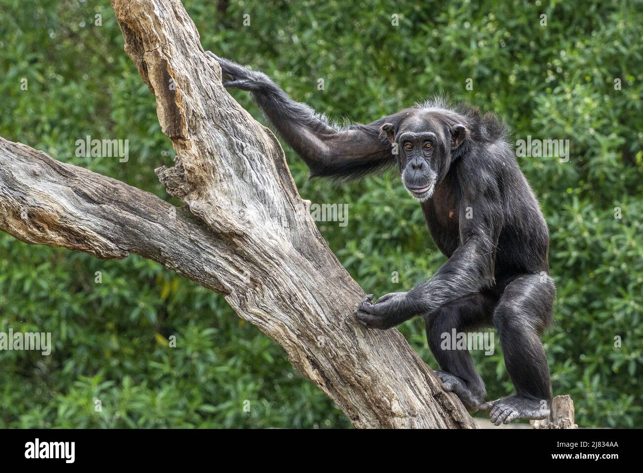 Chimpanzee on a tree ape monkey portrait wild Stock Photo - Alamy