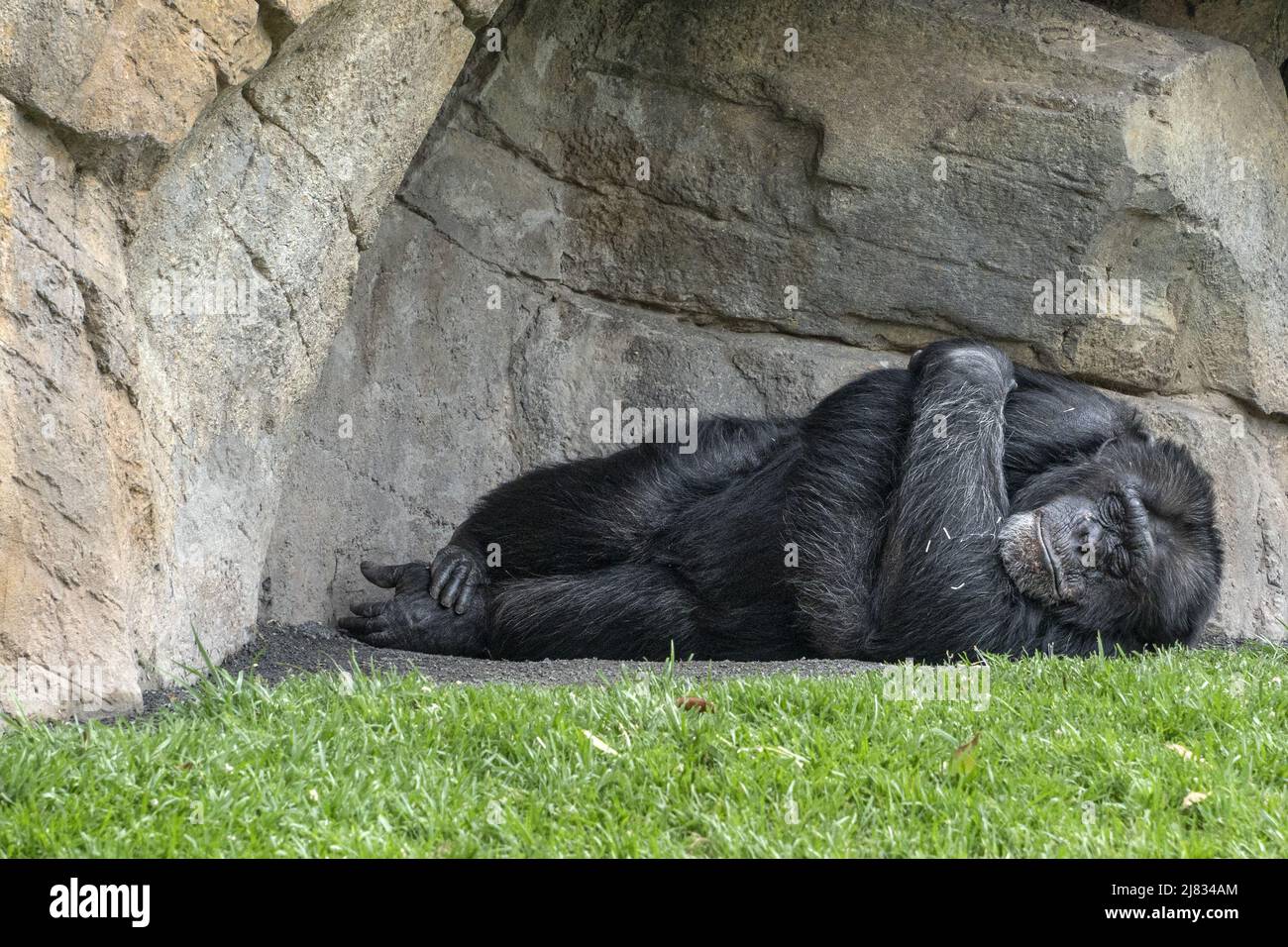 Chimpanzee sleeping hi-res stock photography and images - Alamy