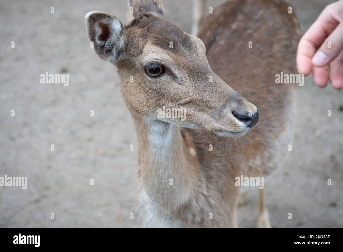 young deer cute head with hand. wild animal outdoor Stock Photo - Alamy