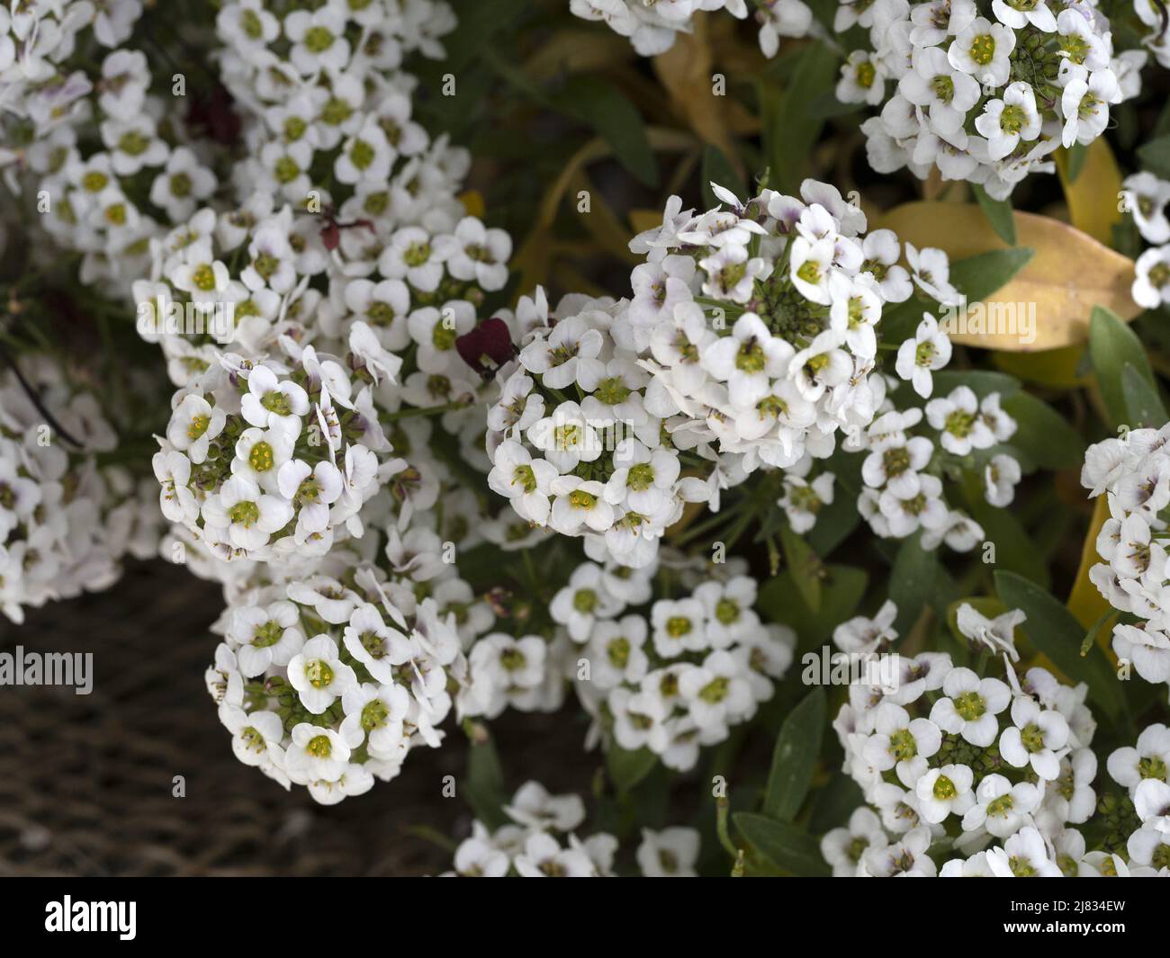 Detailed flower clusters hi-res stock photography and images - Alamy
