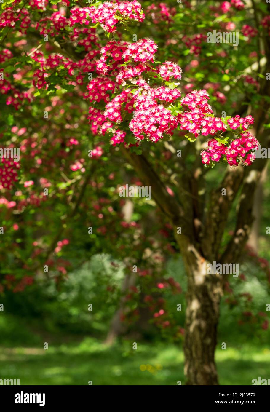 Hawthorn tree in bloom with bright red flowers, in Long Meadow ...