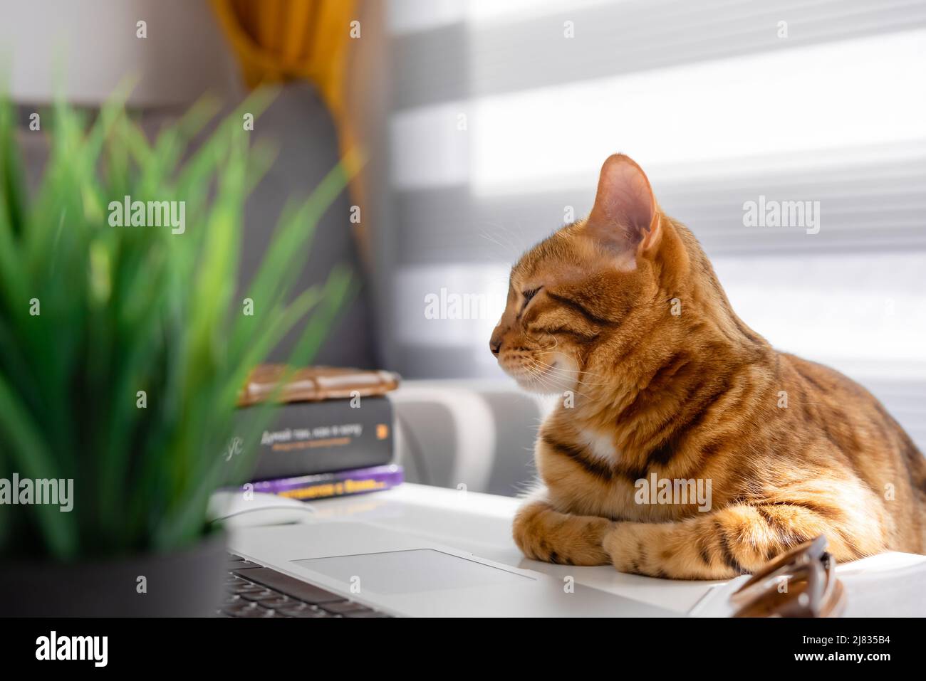 Beautiful office room hi-res stock photography and images - Alamy