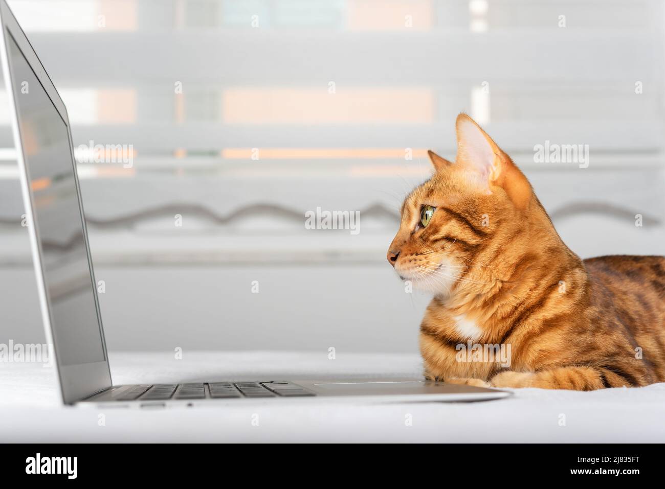 The cat looks at the laptop screen in the bedroom. Side view Stock ...