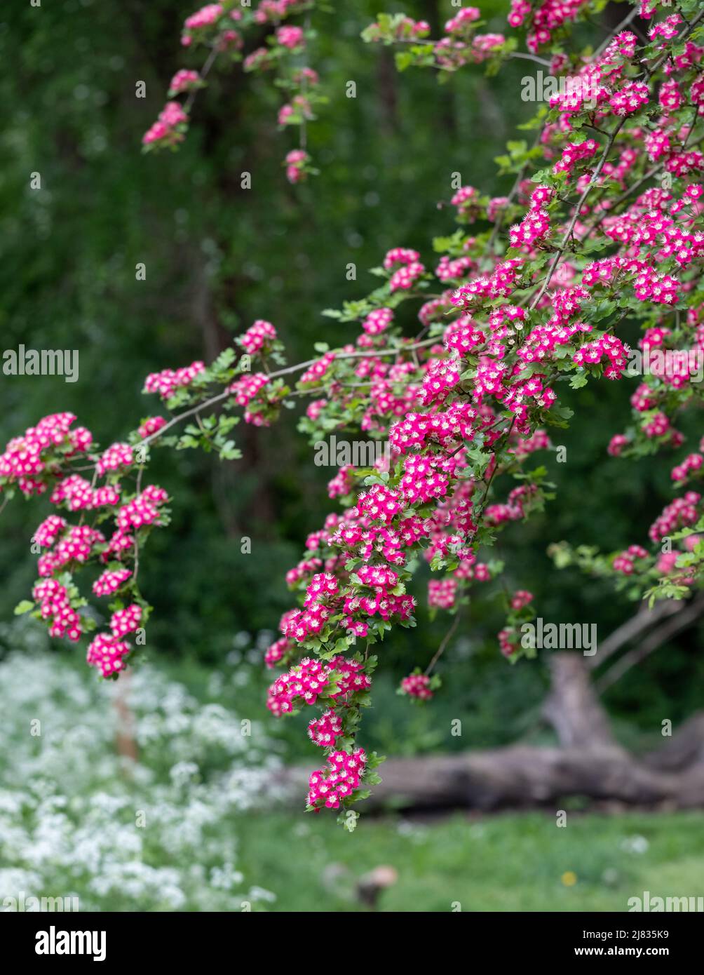 Hawthorn tree in bloom with bright red flowers, in Long Meadow ...