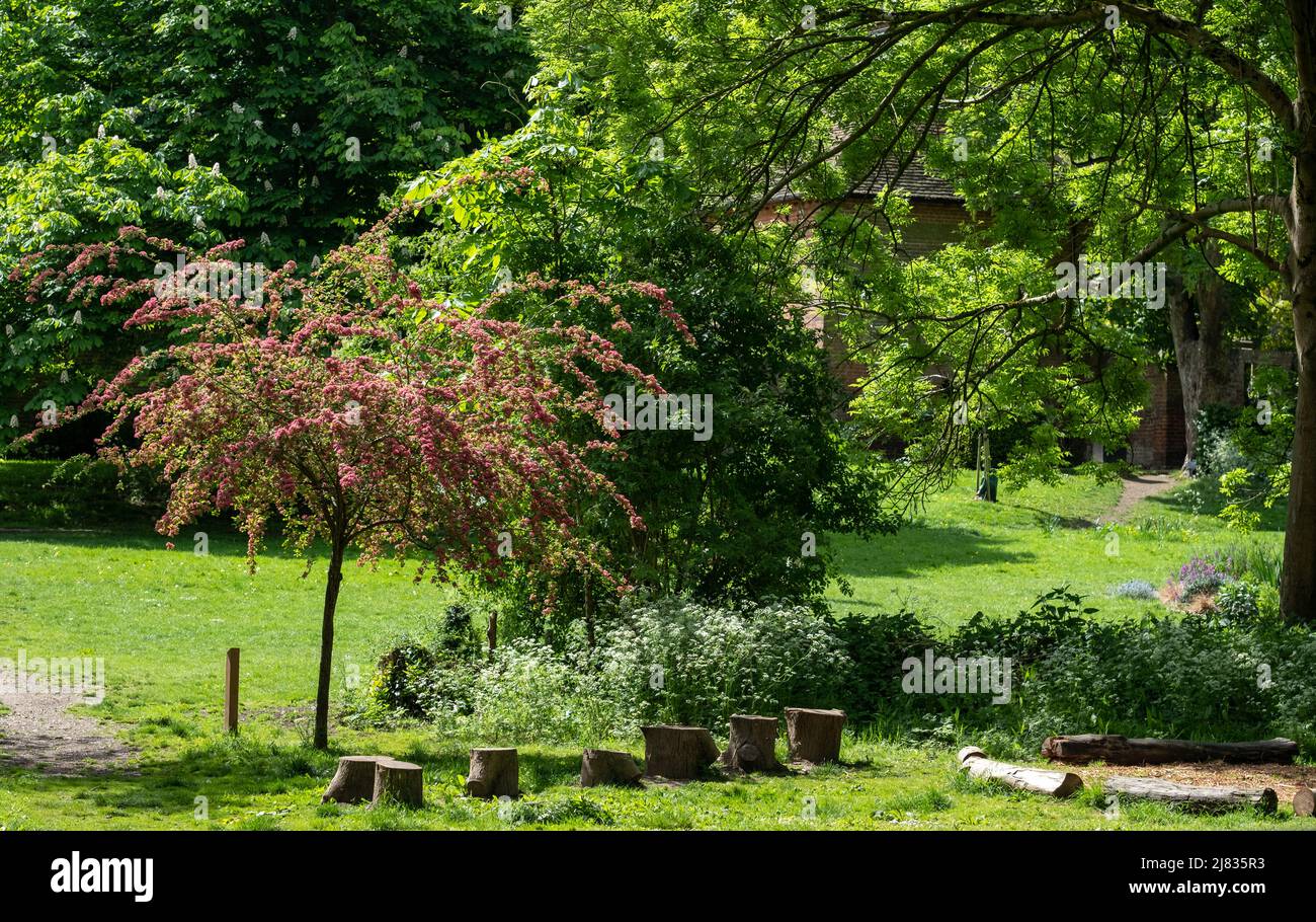 Hawthorn tree in bloom with bright red flowers, in Long Meadow ...