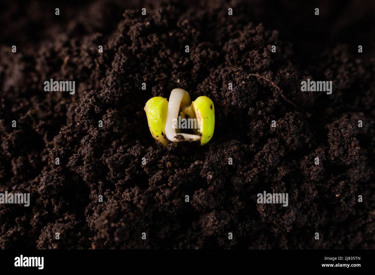 Pea plant roots hi-res stock photography and images - Alamy