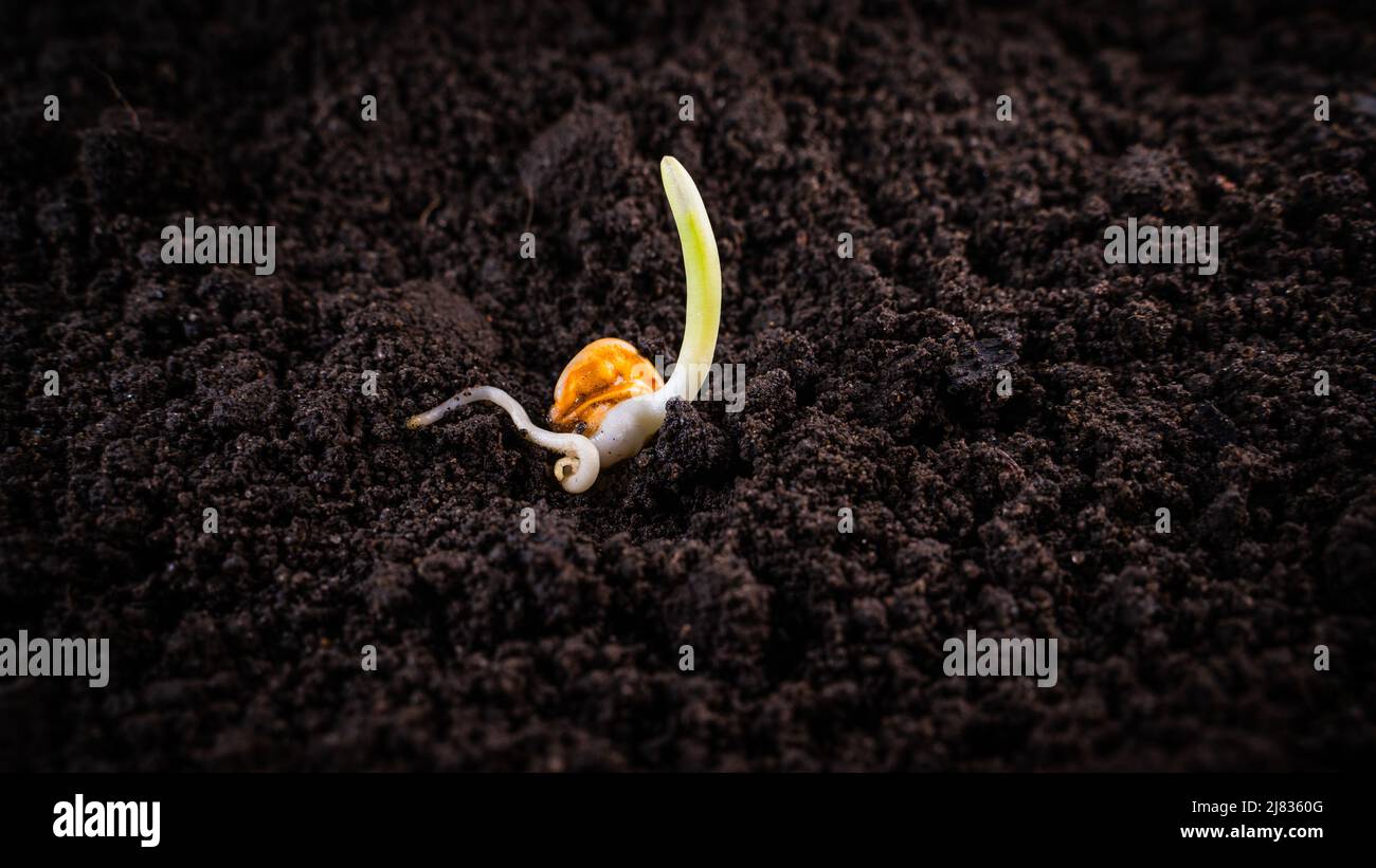 Germinated corn in dark fertile soil close-up Stock Photo - Alamy