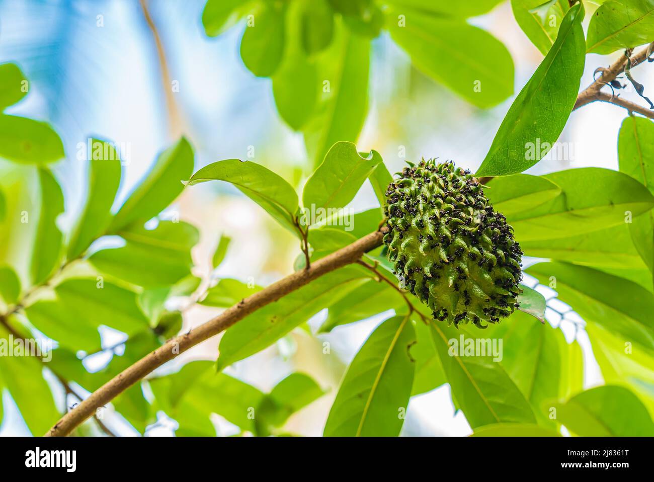 Close up of soursop, guanabana, graviola exotic fruit hanging from tree ...