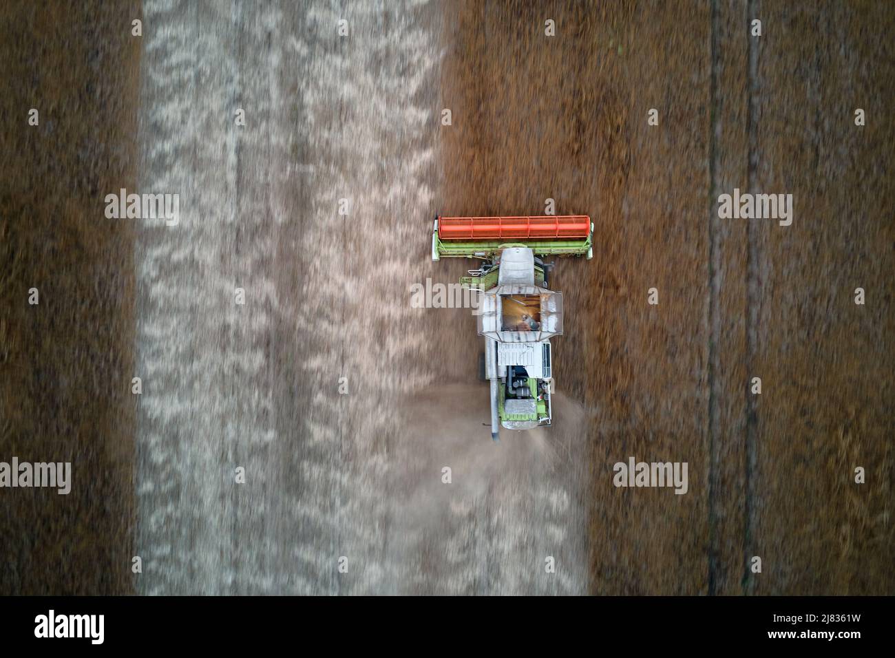 Aerial view of combine harvester working during harvesting season on ...