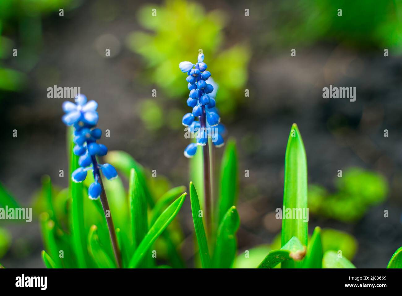 Muscari variety hi-res stock photography and images - Alamy