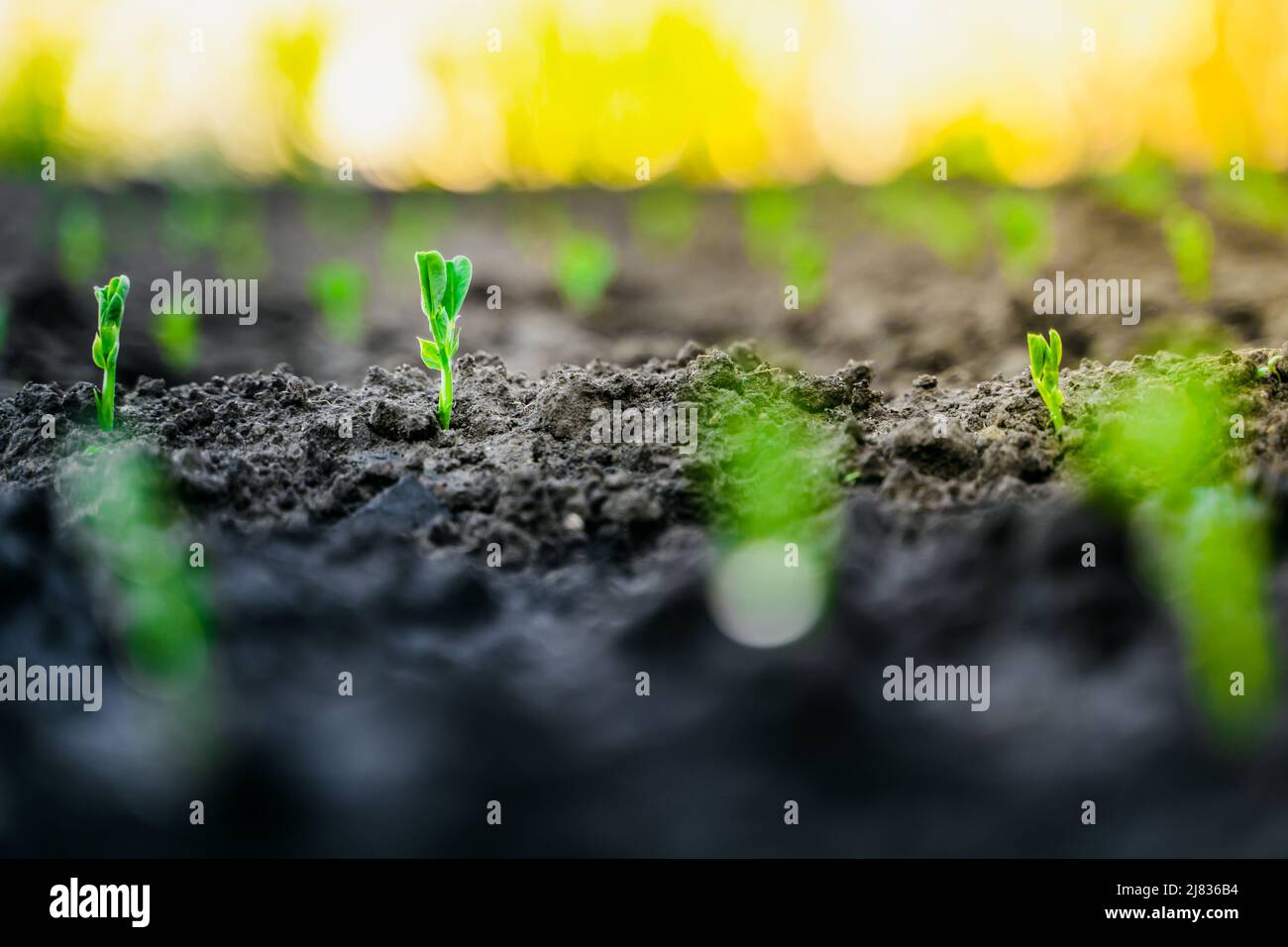 Pea sprout hi-res stock photography and images - Alamy