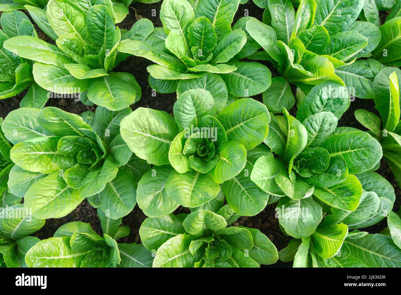 green cos vegetable fresh organic on top view background pattern Stock ...